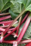 Easy No-Fuss Guide to Canning Rhubarb - Bramble Wine Cottage