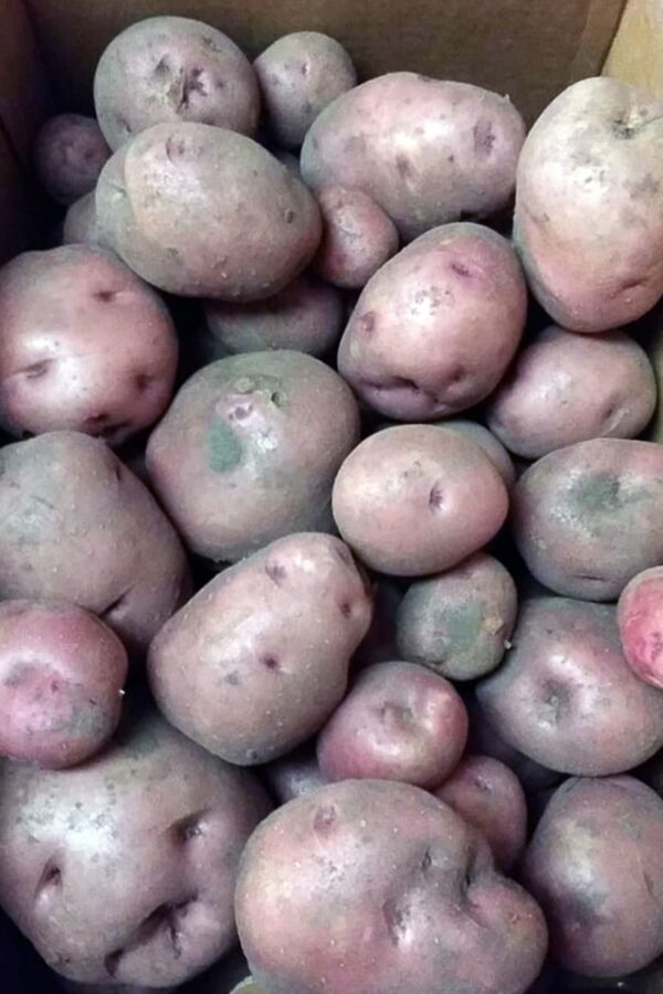 Canning Potatoes in a Pressure Canner - Bramble Wine Cottage
