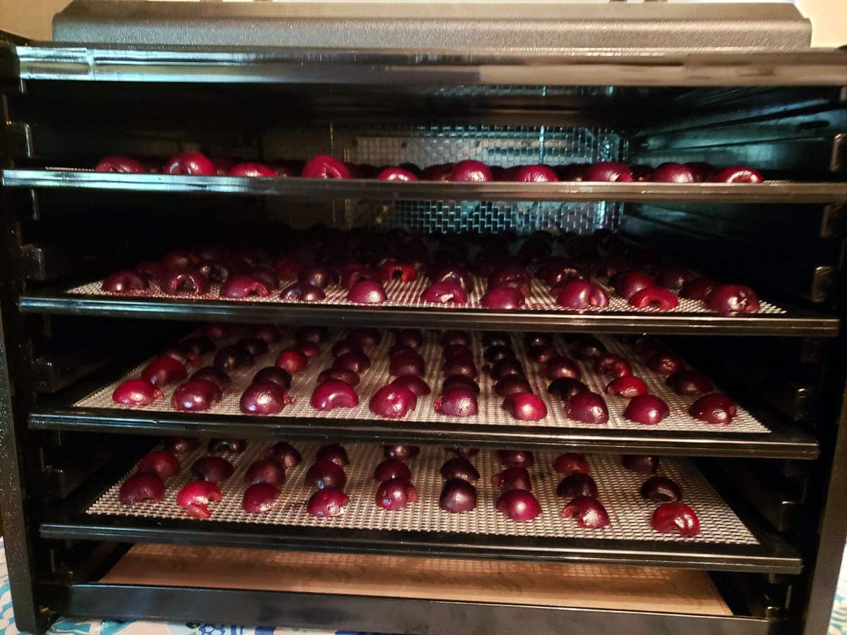 Dehydrating Cherries: A Simple Guide to Preserving Sweetness - Bramble ...