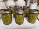 Pressure Canning Peas for Fresh Flavor All Year Long - Bramble Wine Cottage