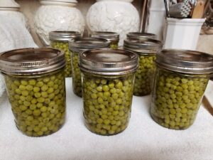 Pressure Canning Peas for Fresh Flavor All Year Long - Bramble Wine Cottage