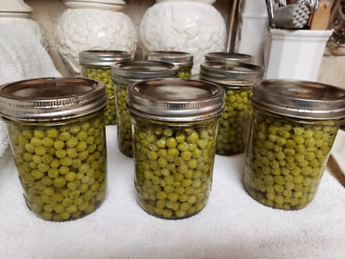 Pressure Canning Peas for Fresh Flavor All Year Long - Bramble Wine Cottage