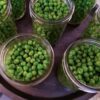 Pressure Canning Peas for Fresh Flavor All Year Long - Bramble Wine Cottage